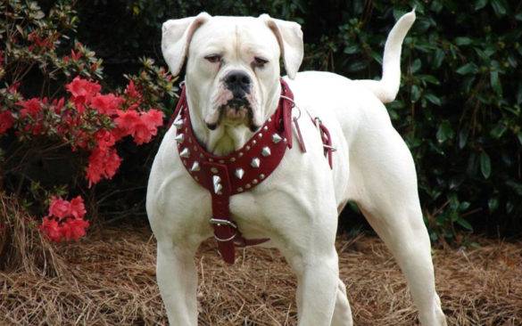 25 Most Dangerous Dog Breeds in the World - Ultimate Topics