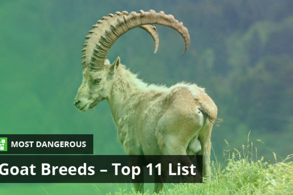 World's Most Dangerous Islands – Top 8 List (Updated: 2023) - Ultimate ...