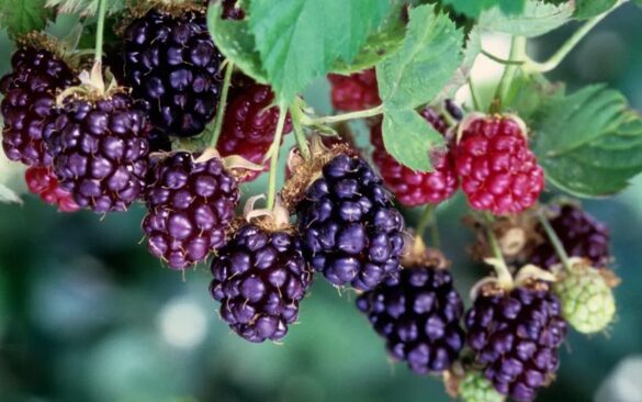Types of Berries – Top 24 List - Ultimate Topics